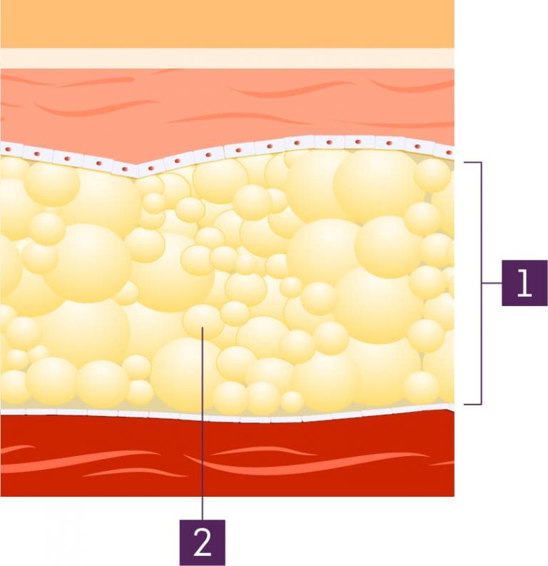 Entendendo a gordura localizada - Blog - Extratos da Terra ...