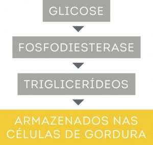 Entendendo a gordura localizada - Blog - Extratos da Terra ...